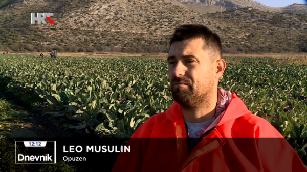 KRALJICA ZIMSKIH OBROKA U dolini Neretve u tijeku je berba kupusnjača ...