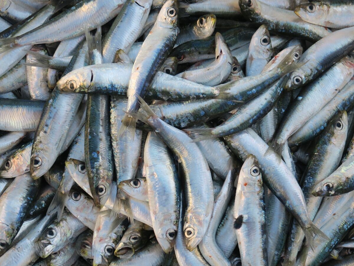 Srdela je simbol hrvatskog ribarstva. Koliko je plava riba važna u ...